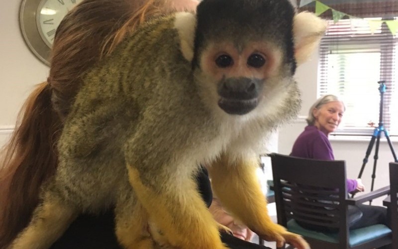 Monkey business at OSJCT’s Coombe End Court | OSJCT