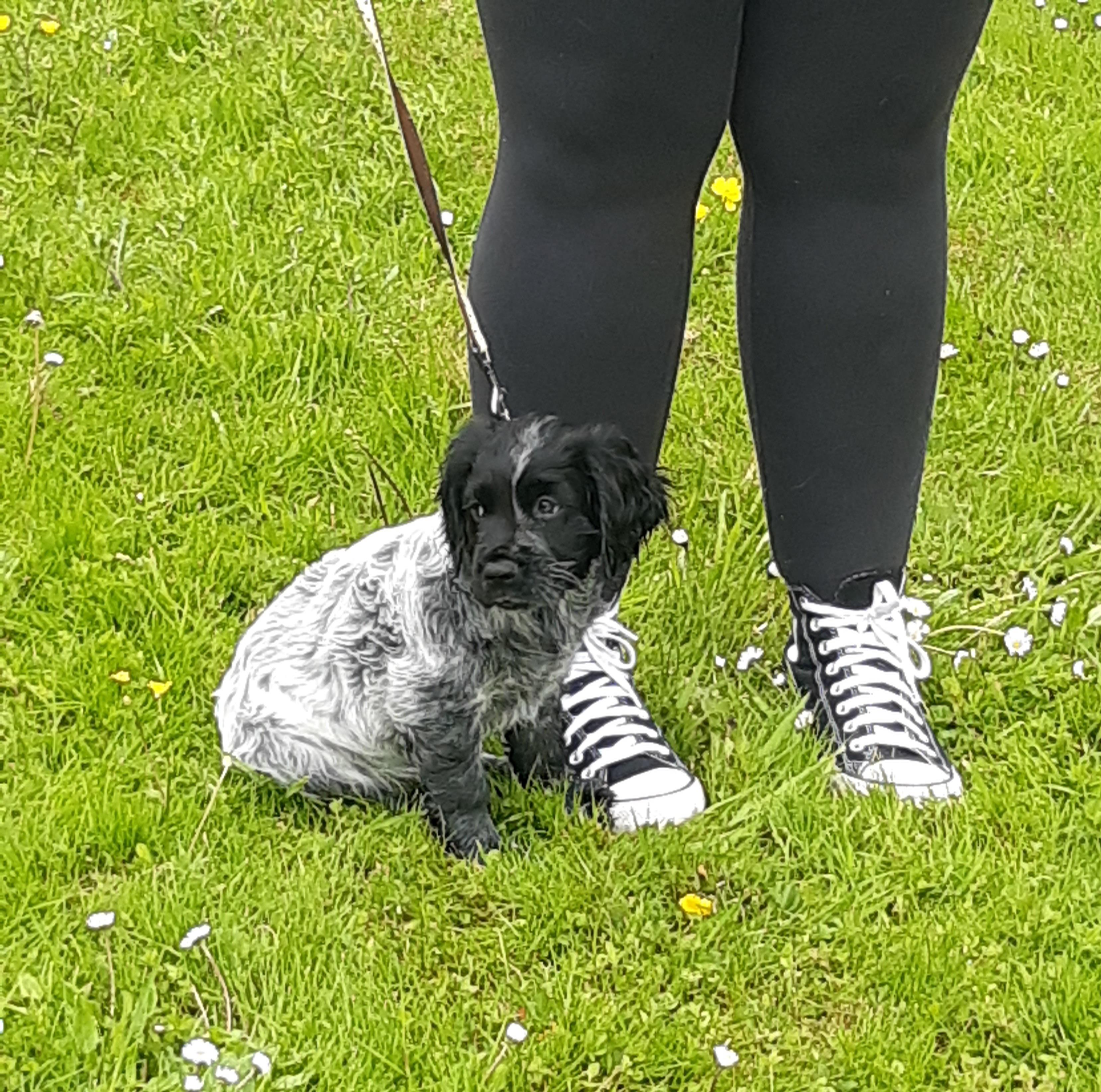 Woof-tastic Fun at Coombe End Court's Second Annual Dog Show! | OSJCT